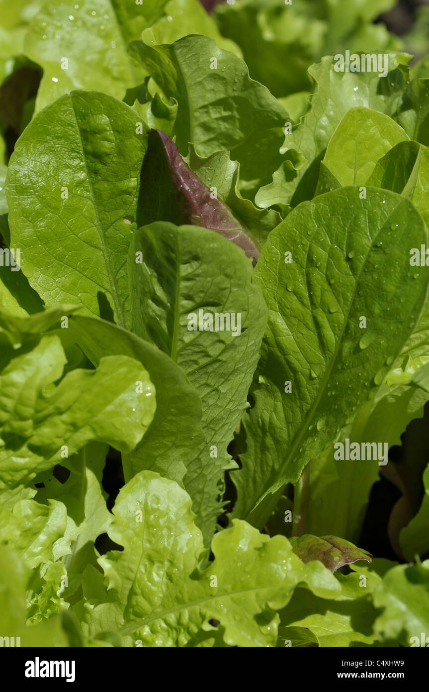 Salad plot hi-res stock photography and images - Alamy