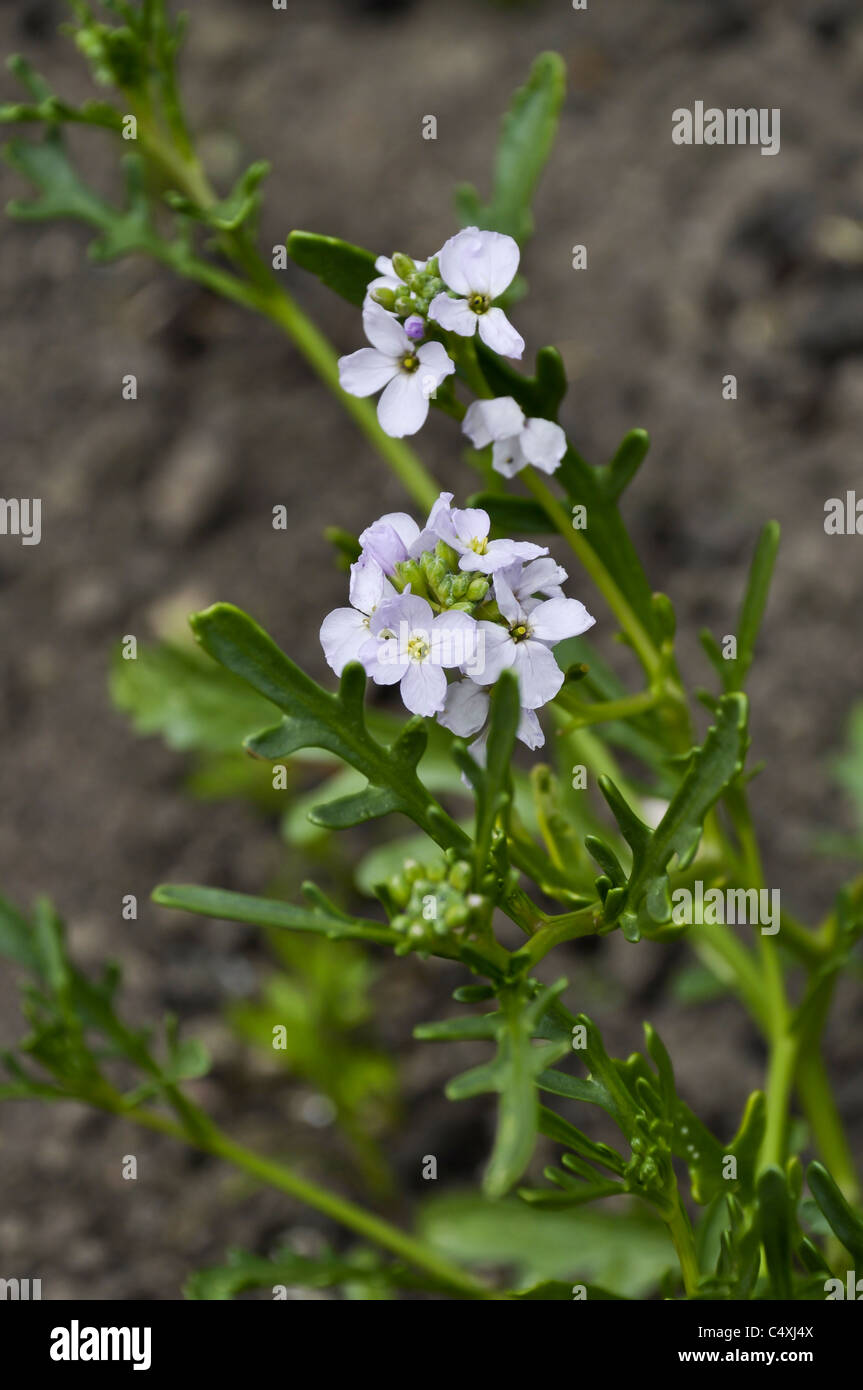 Sea rocket hi-res stock photography and images - Alamy