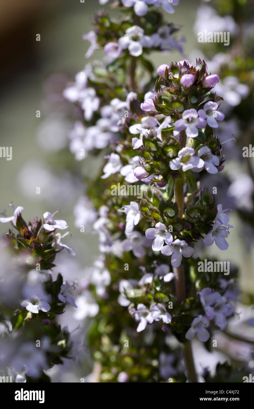 Thymus vulgaris common thyme hi-res stock photography and images - Alamy