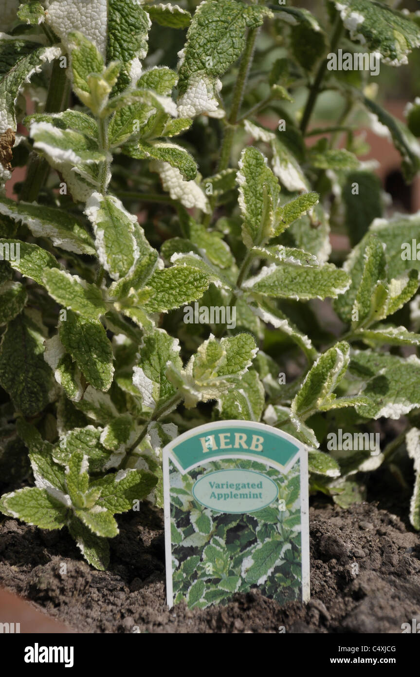 Applemint hi-res stock photography and images - Alamy