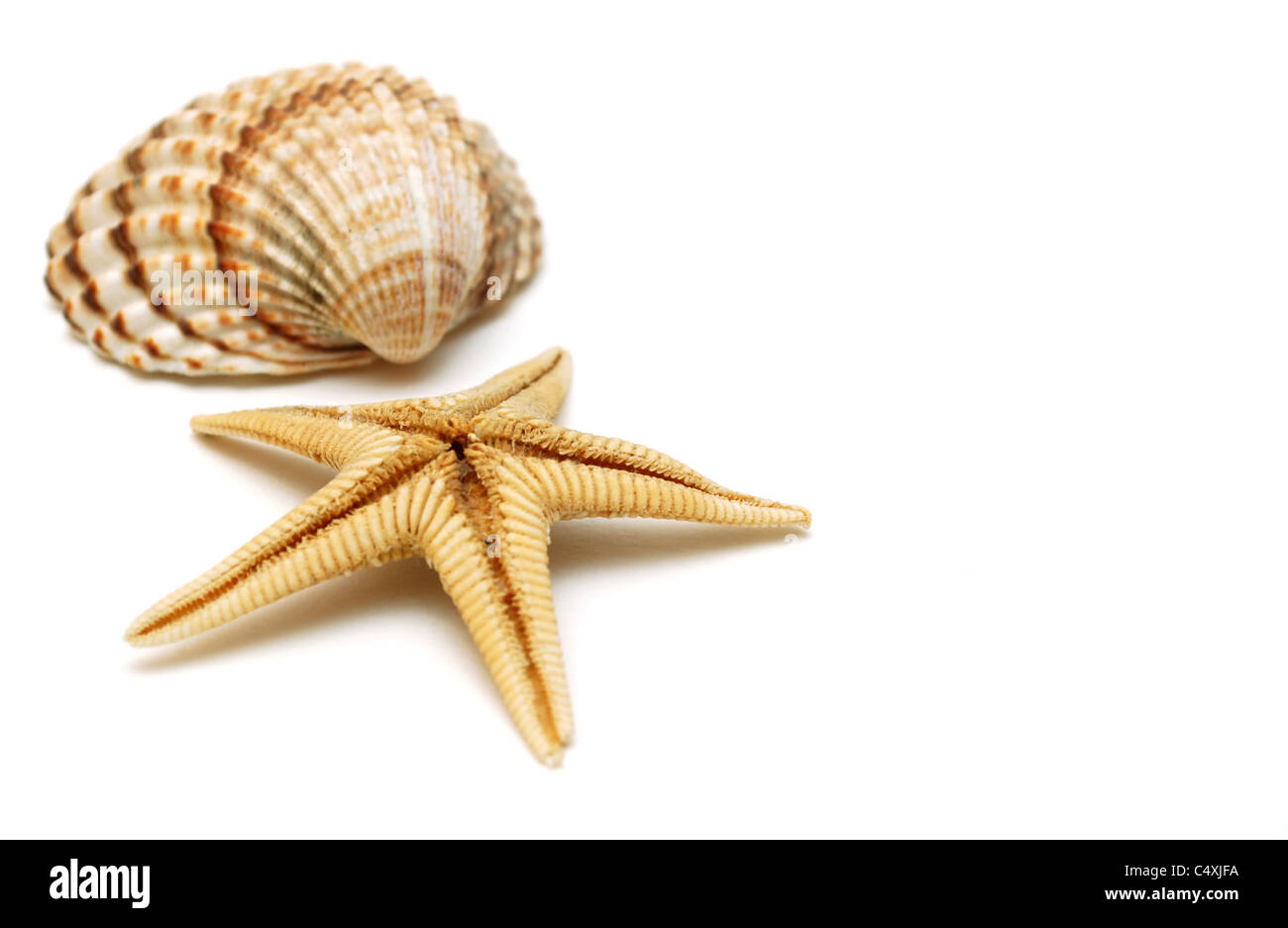 Scallop shells cut out hi-res stock photography and images - Alamy