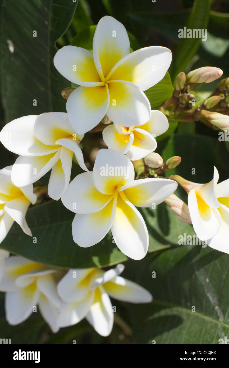 Native frangipani hi-res stock photography and images - Alamy