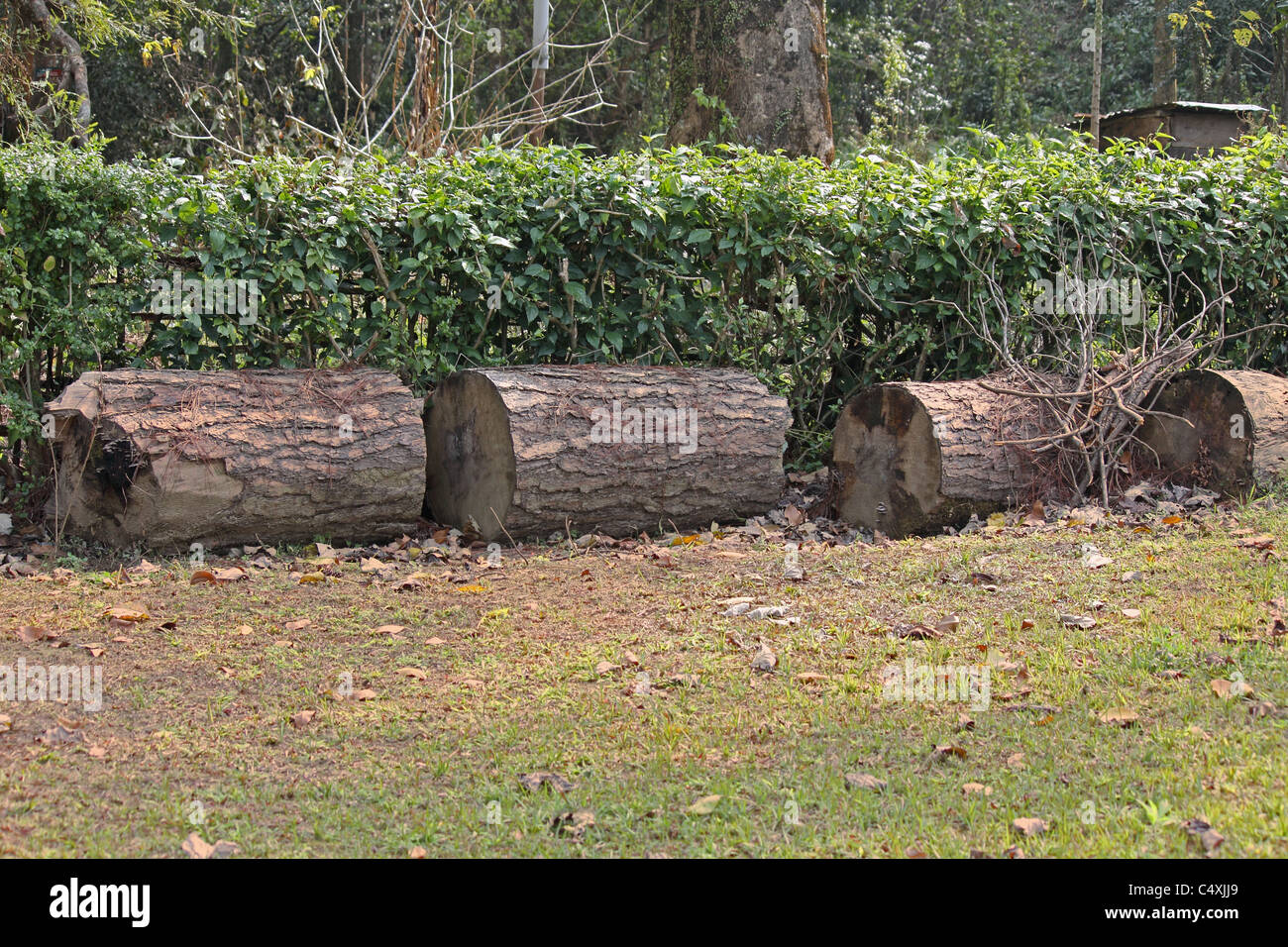 Dead Tree Trunk Stock Photo - Alamy