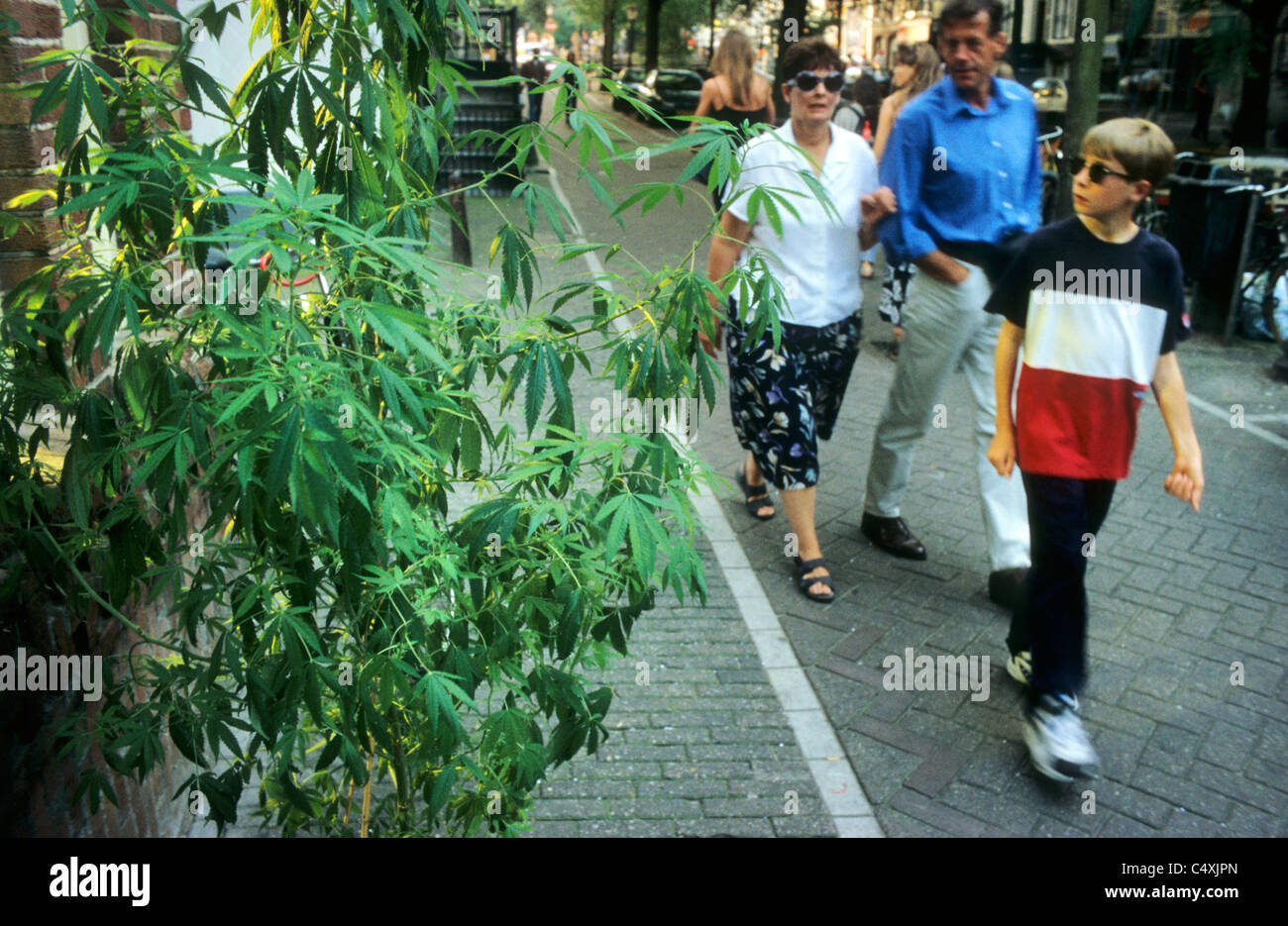 Holland marijuana family hi-res stock photography and images - Alamy