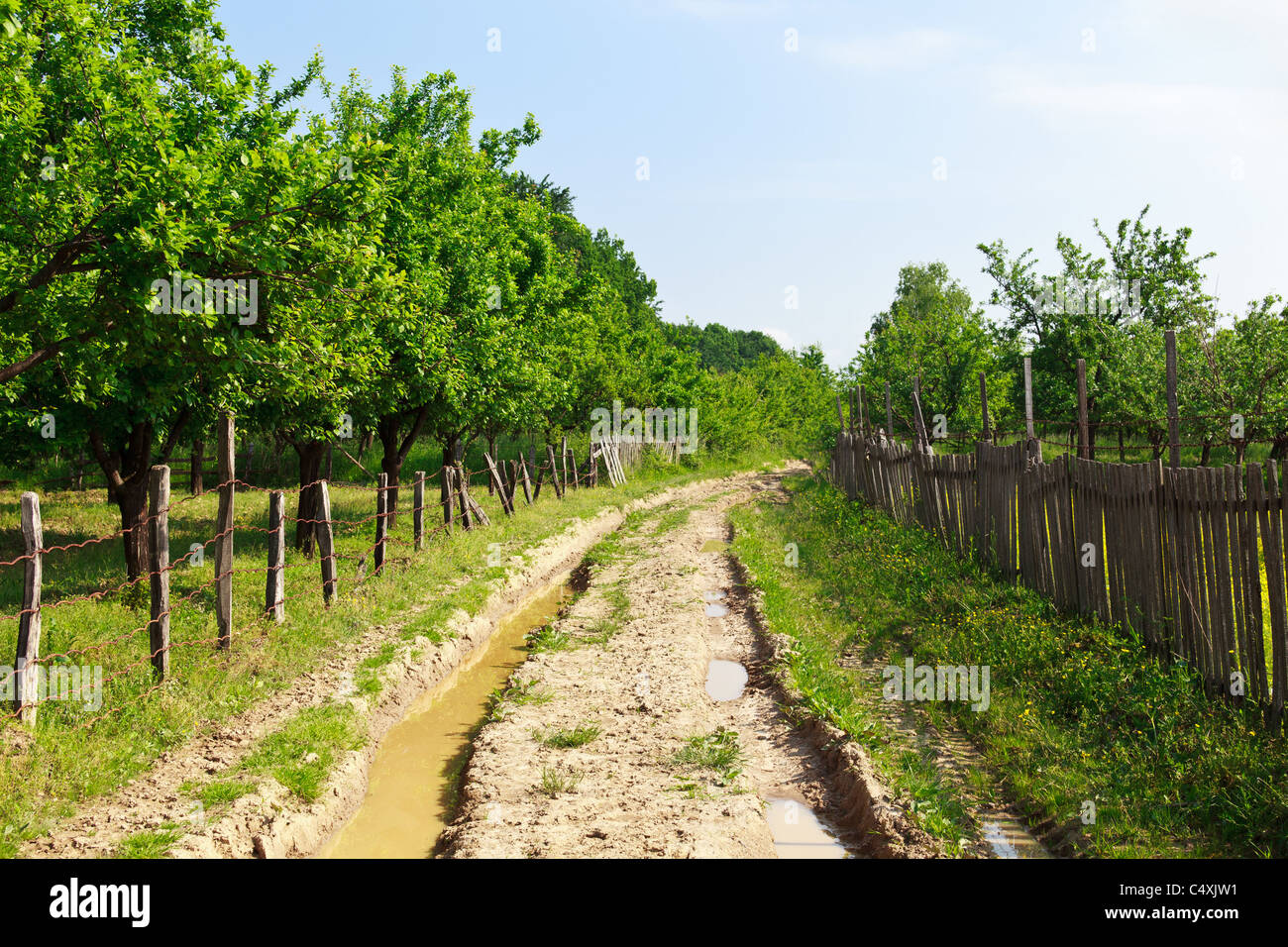 Landscape with a muddy rural road going through an orchard Stock Photo ...