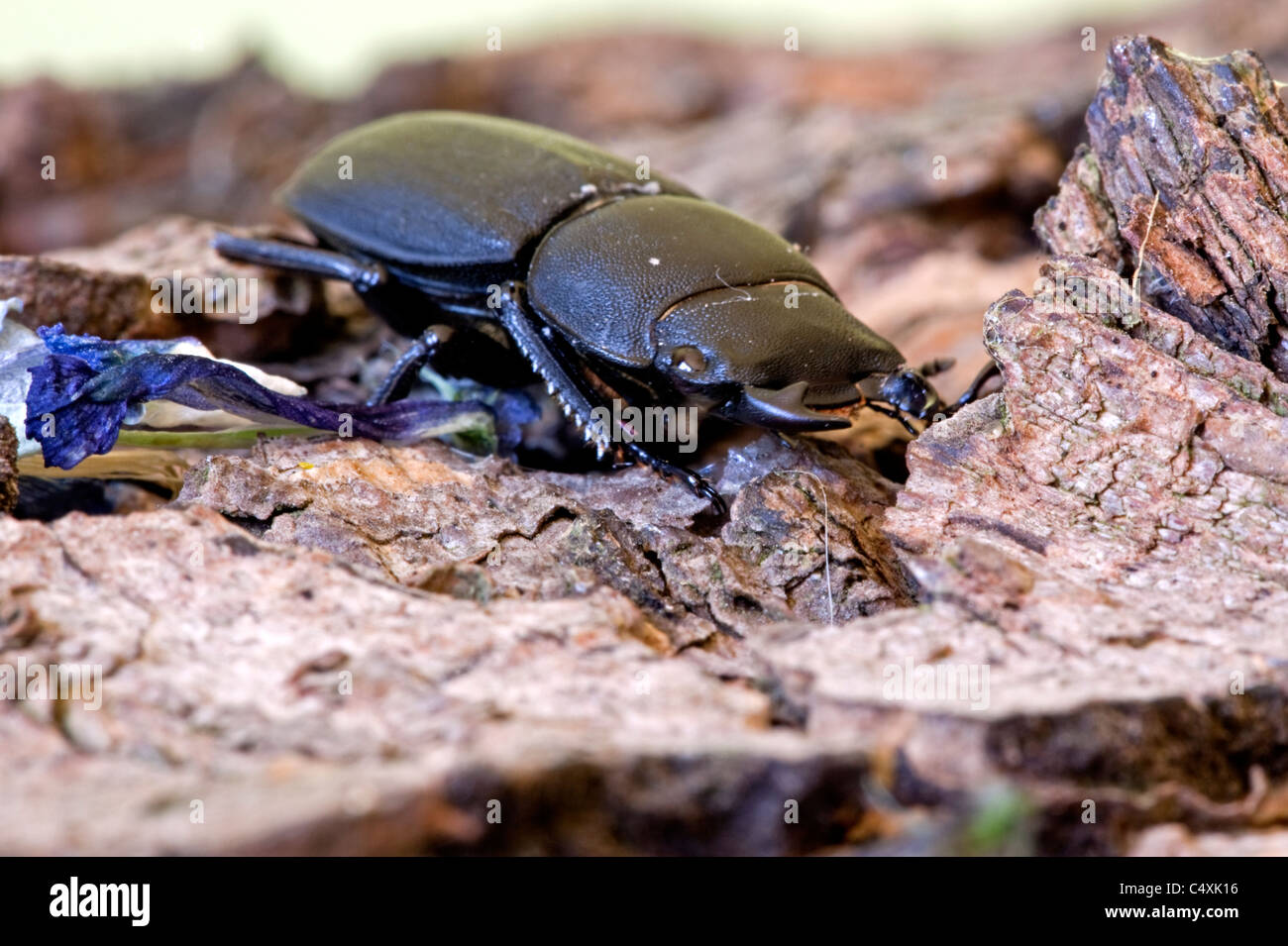 Female beetles hi-res stock photography and images - Alamy