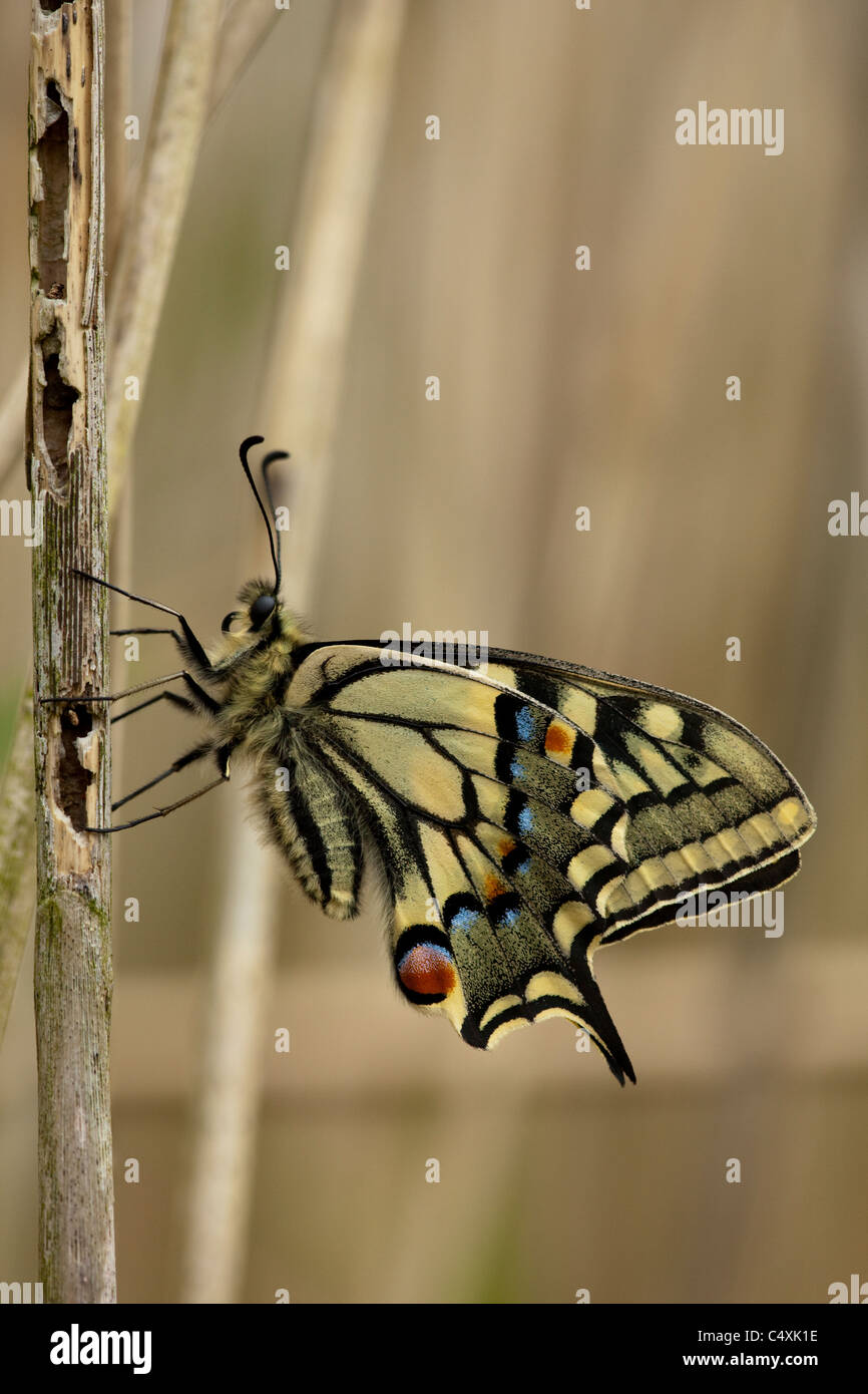 Largest british butterfly hi-res stock photography and images - Alamy