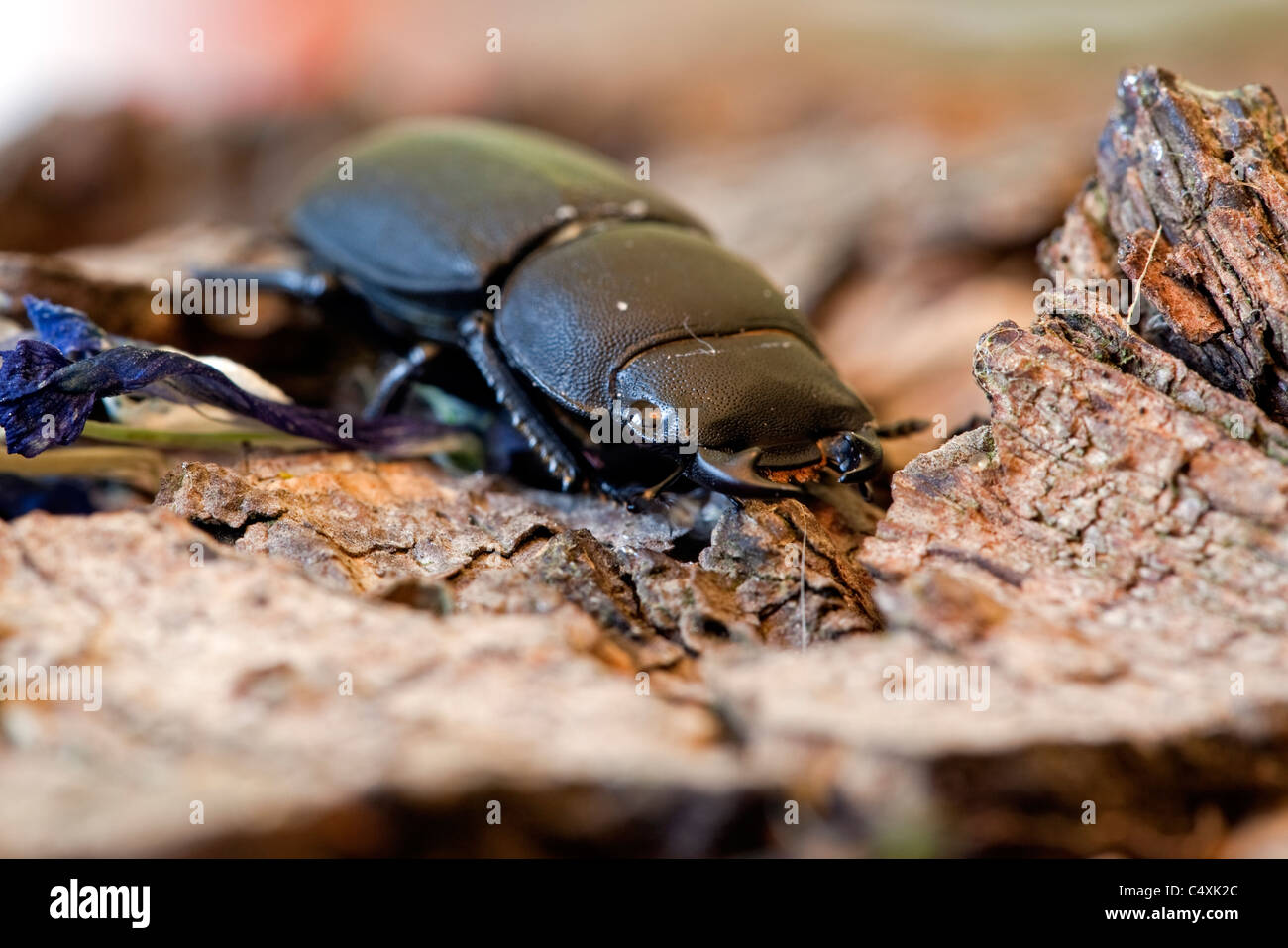 Female European Stage Beetle Stock Photo - Alamy