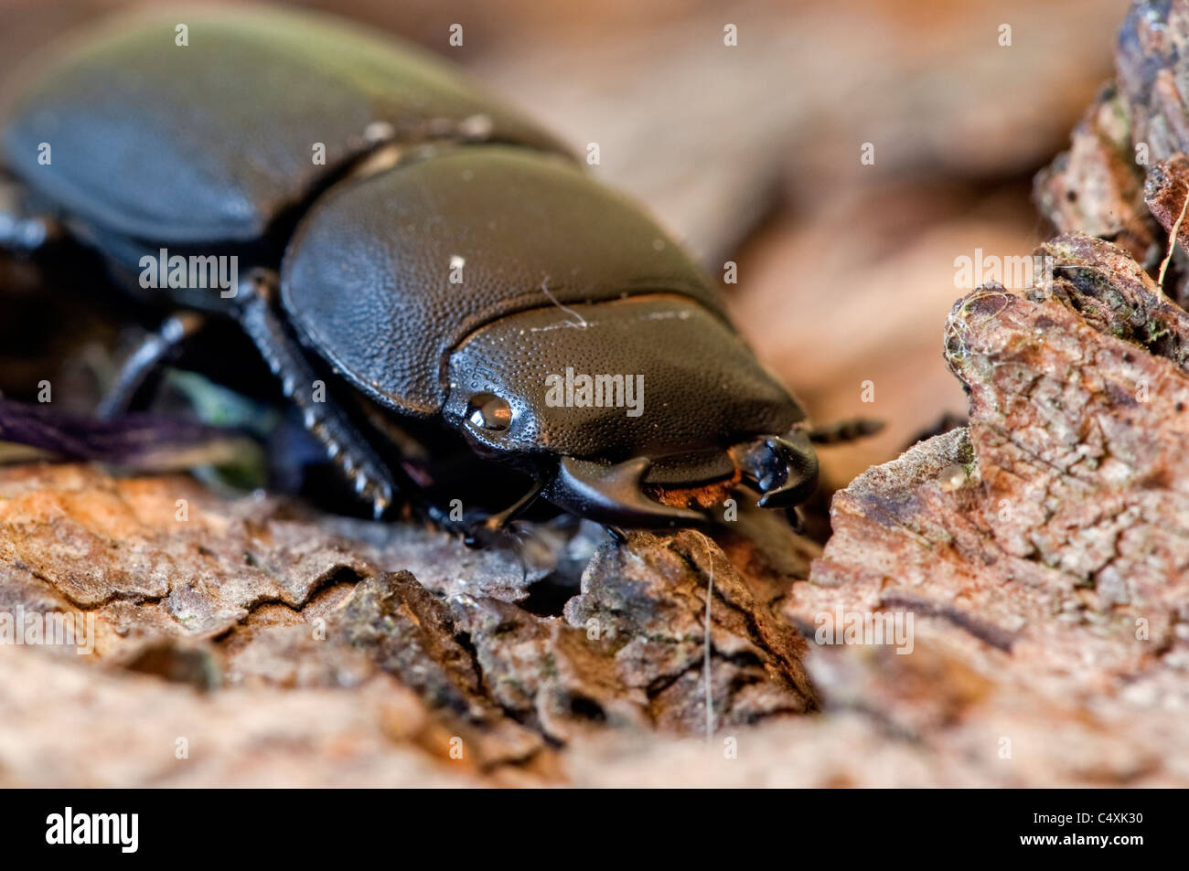 Female beetles hi-res stock photography and images - Alamy