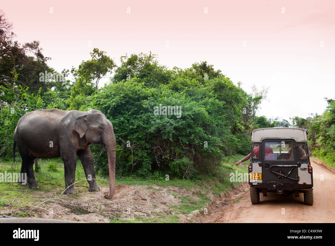 Asian elephant in road hi-res stock photography and images - Alamy