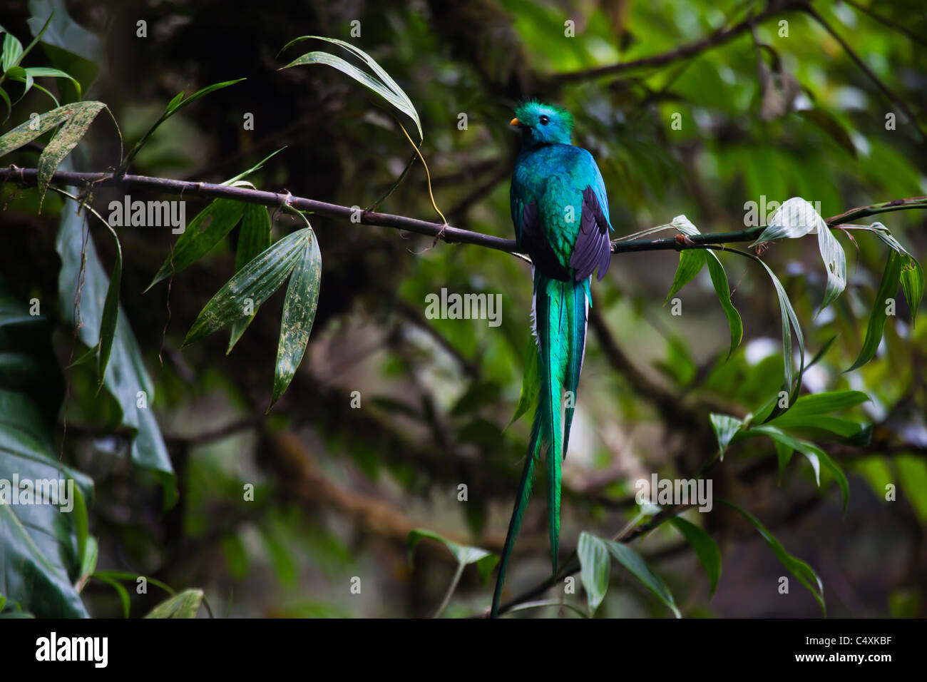 Resplendent Quetzal High Resolution Stock Photography and Images - Alamy