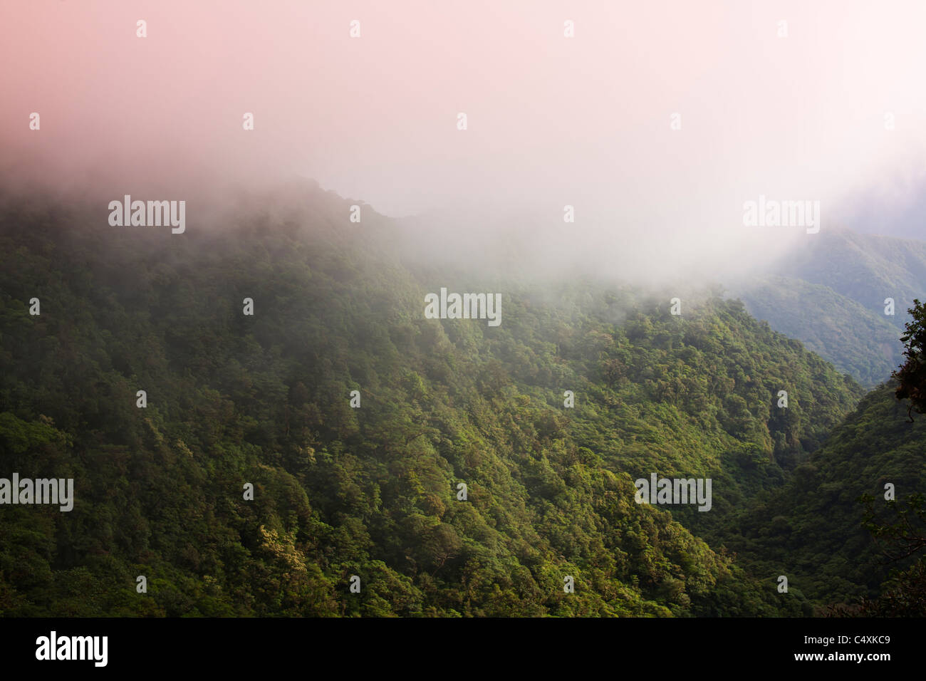 Monteverde rainforest hi-res stock photography and images - Alamy