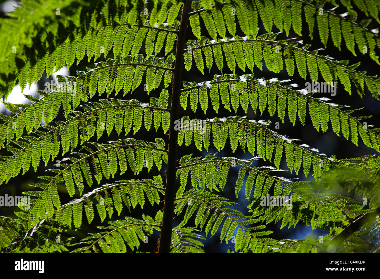 Giant tree fern hi-res stock photography and images - Alamy