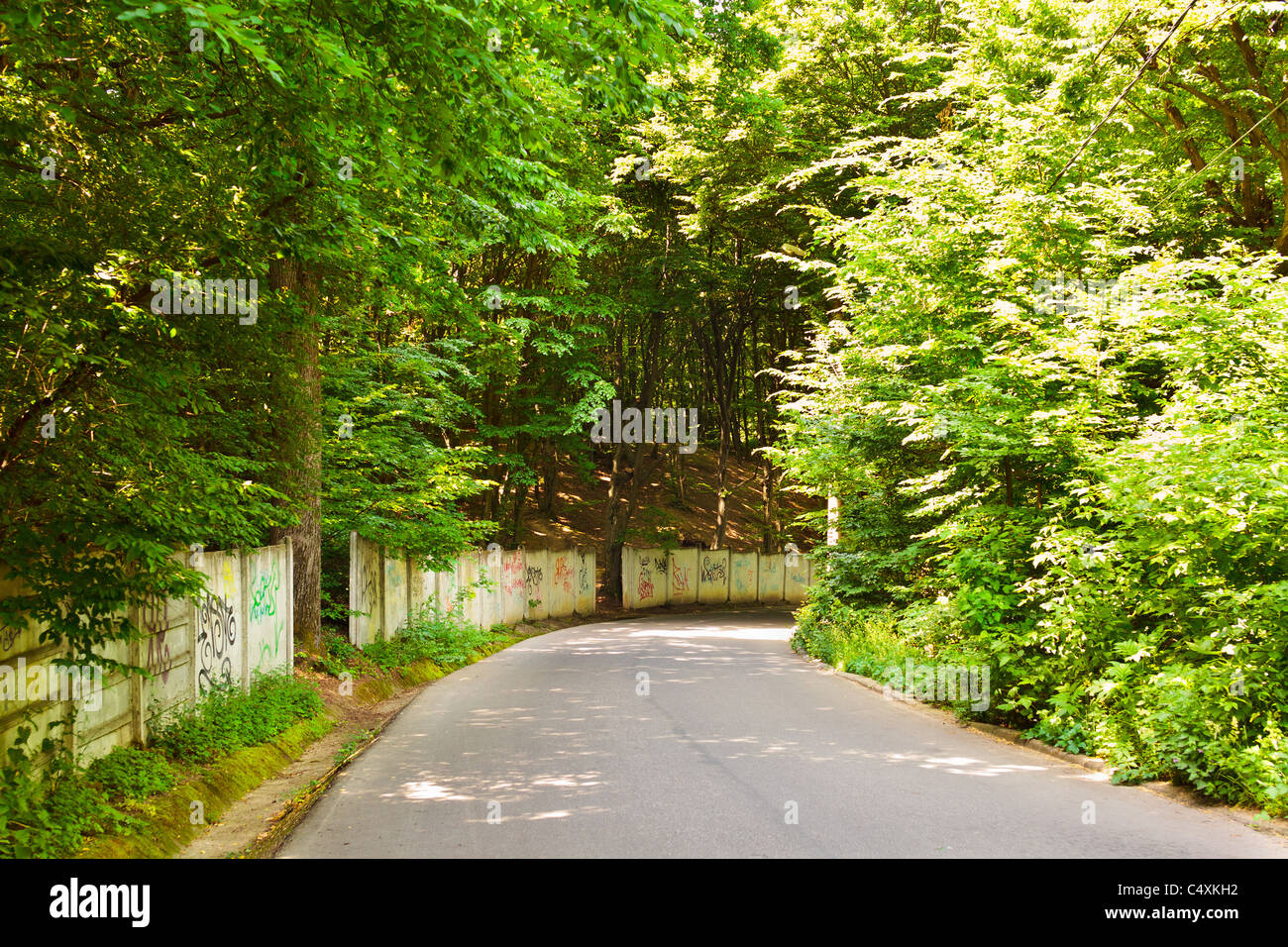 Beech oak tree canopy hi-res stock photography and images - Alamy