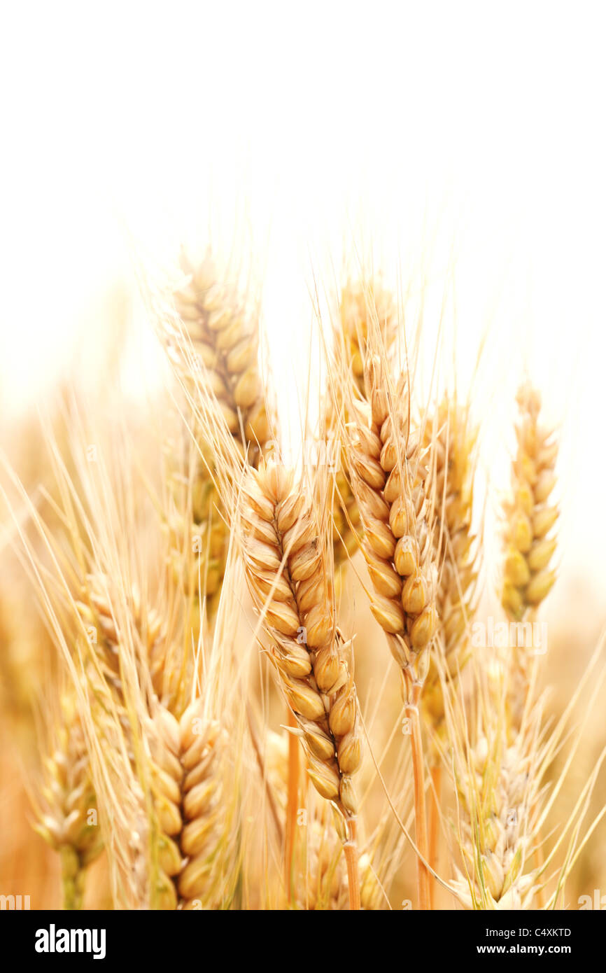 Wheat Ears High Resolution Stock Photography and Images - Alamy