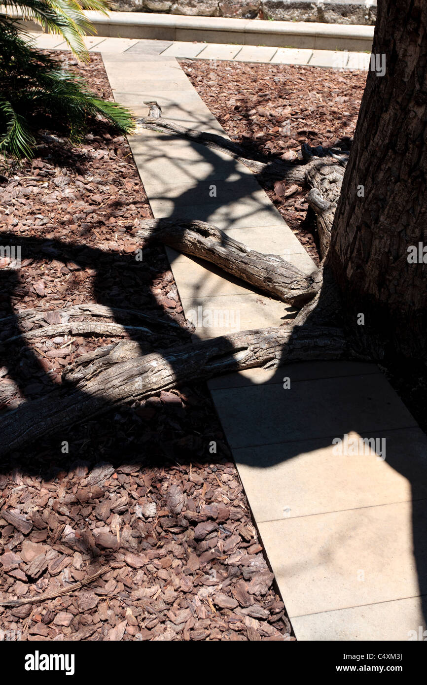 Shadow of a trees branches fall across the roots where they are exposed ...