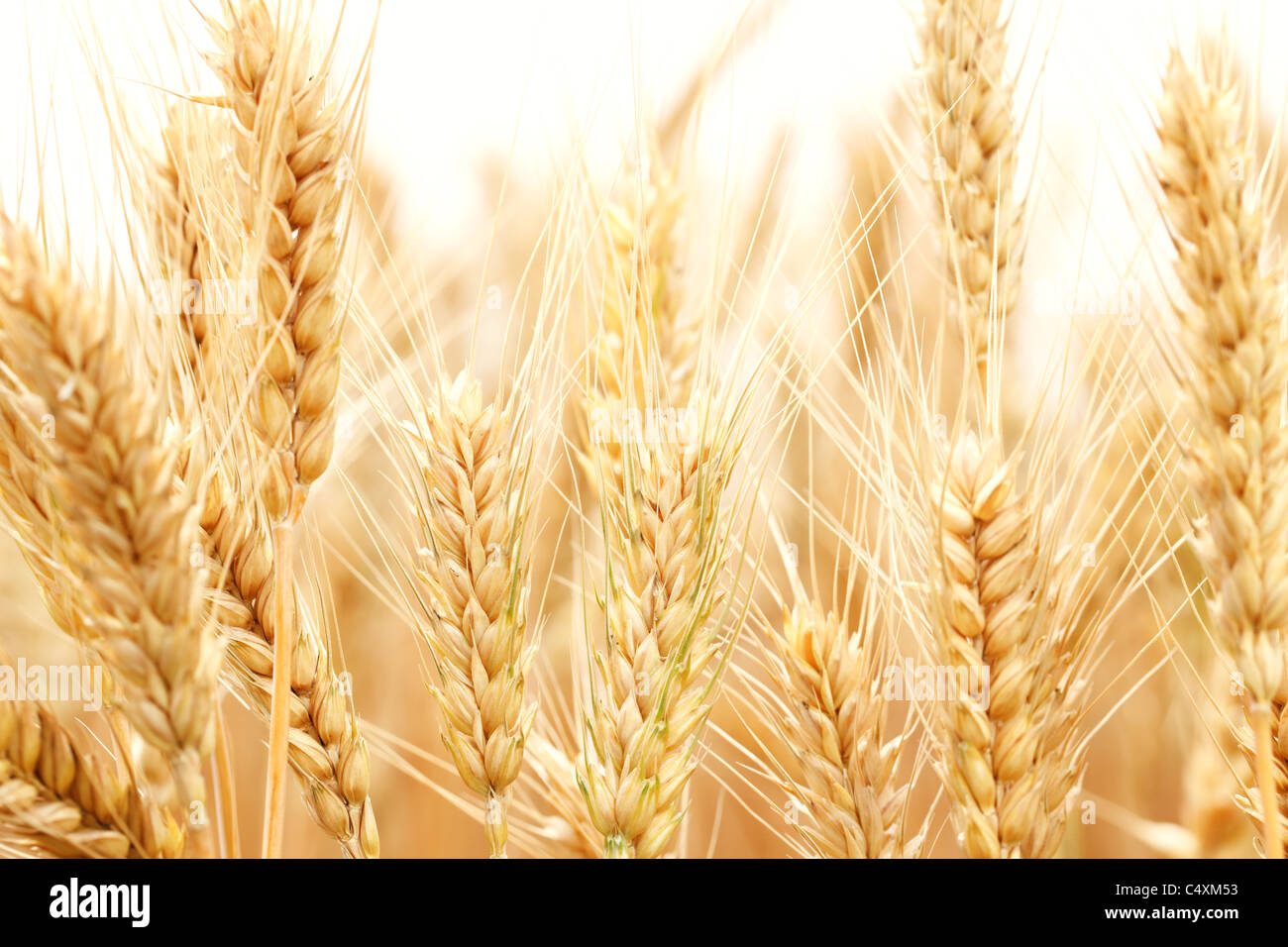 Field of yellow wheat Stock Photo - Alamy