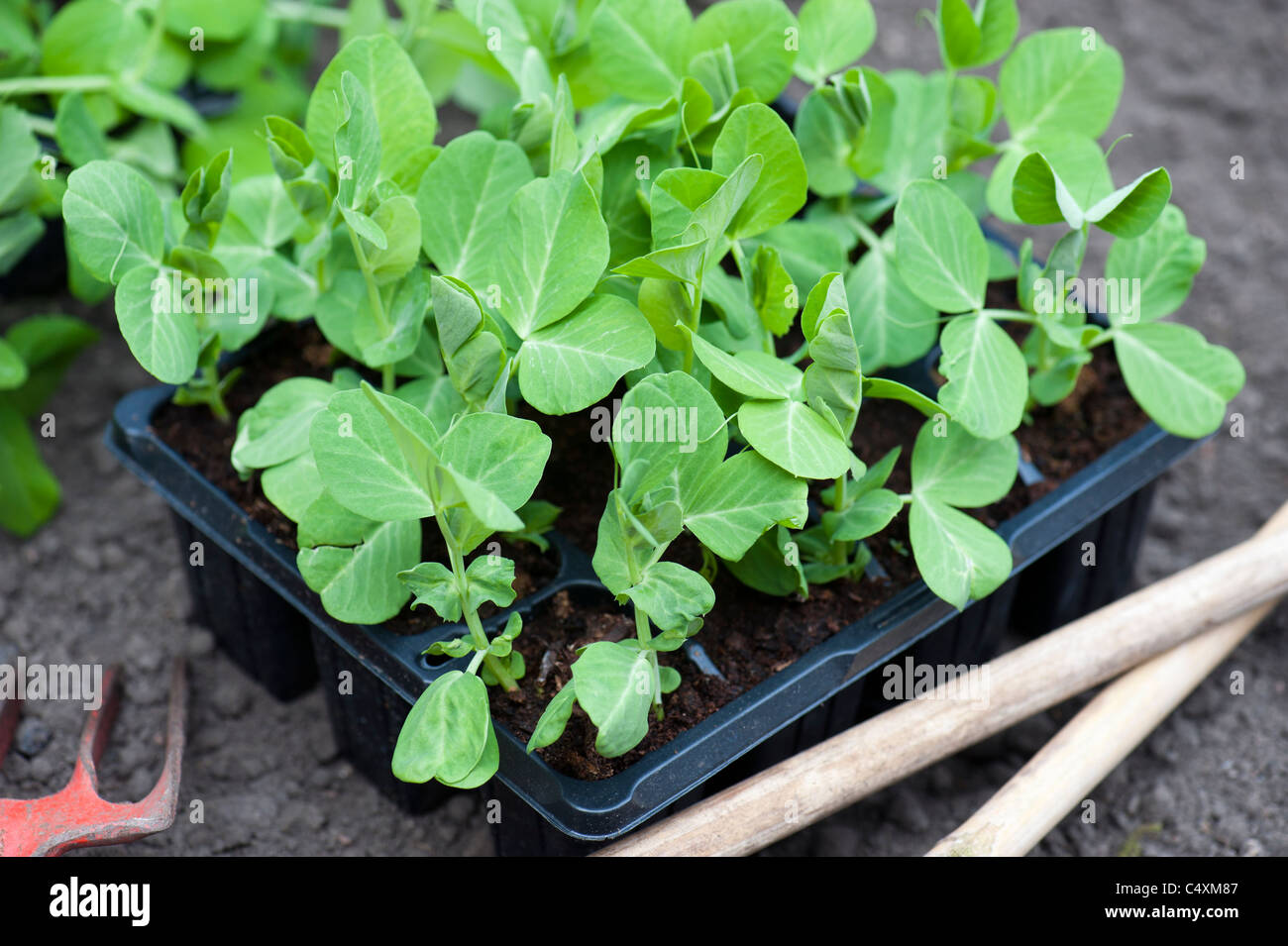 Young Garden Pea Plants Ready For Planting Out In The Garden Stock ...