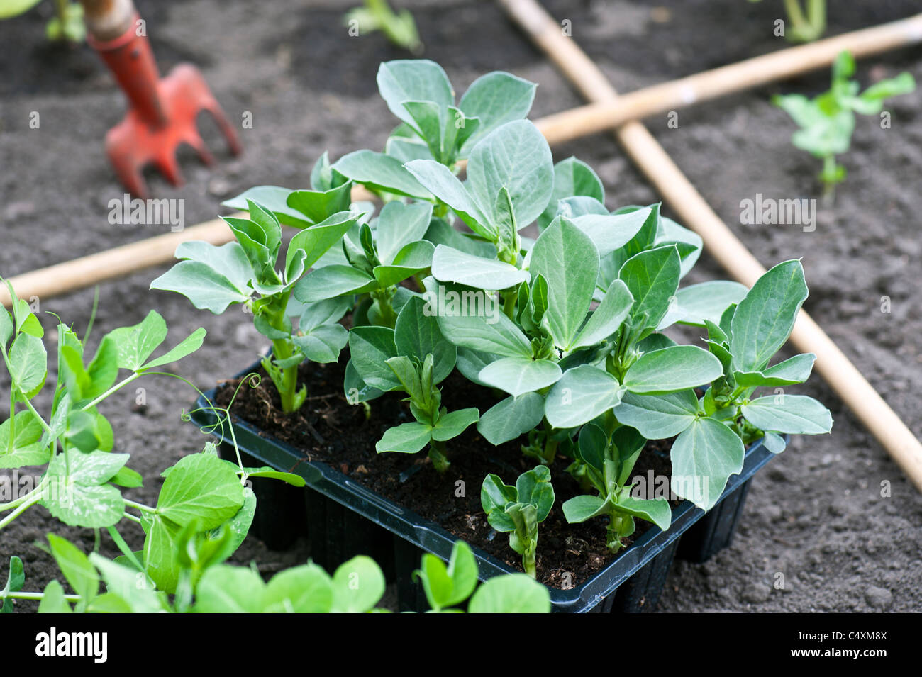 Young Broad Bean Plants 'The Sutton', After Been Hardened Off and Now ...