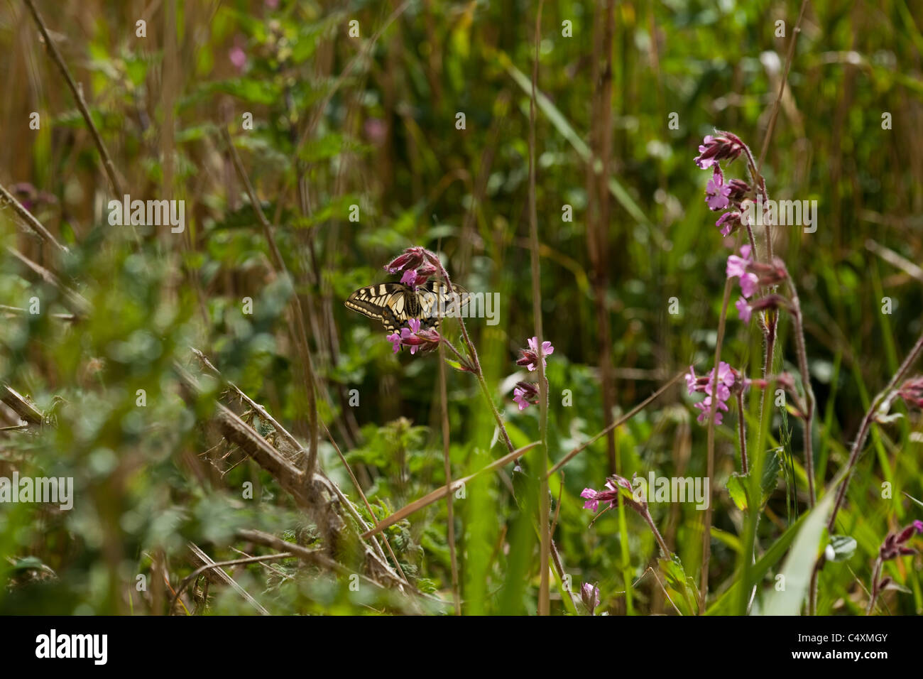 Middle east insects hi-res stock photography and images - Alamy