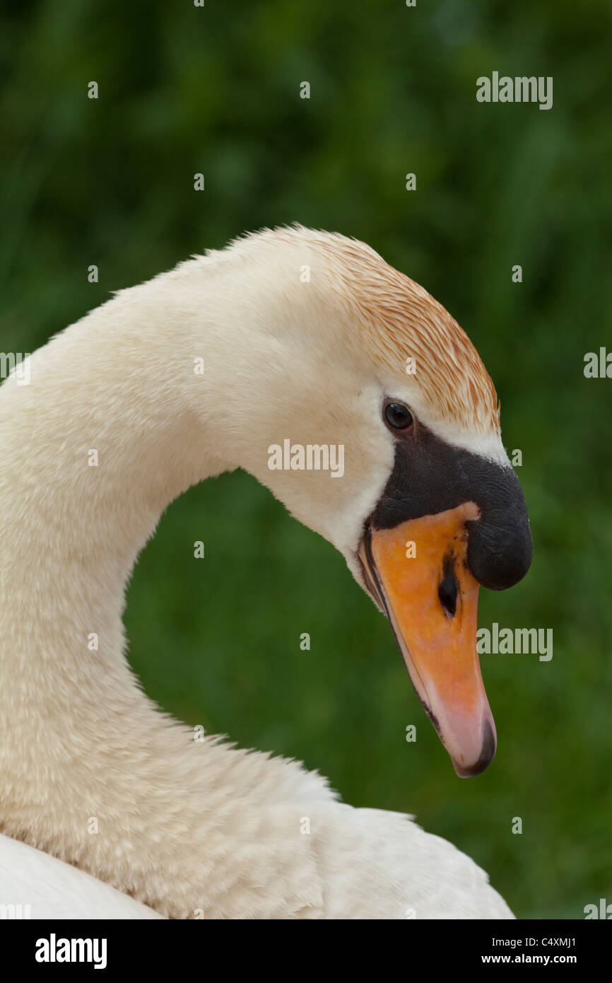 Beak caruncle hi-res stock photography and images - Alamy