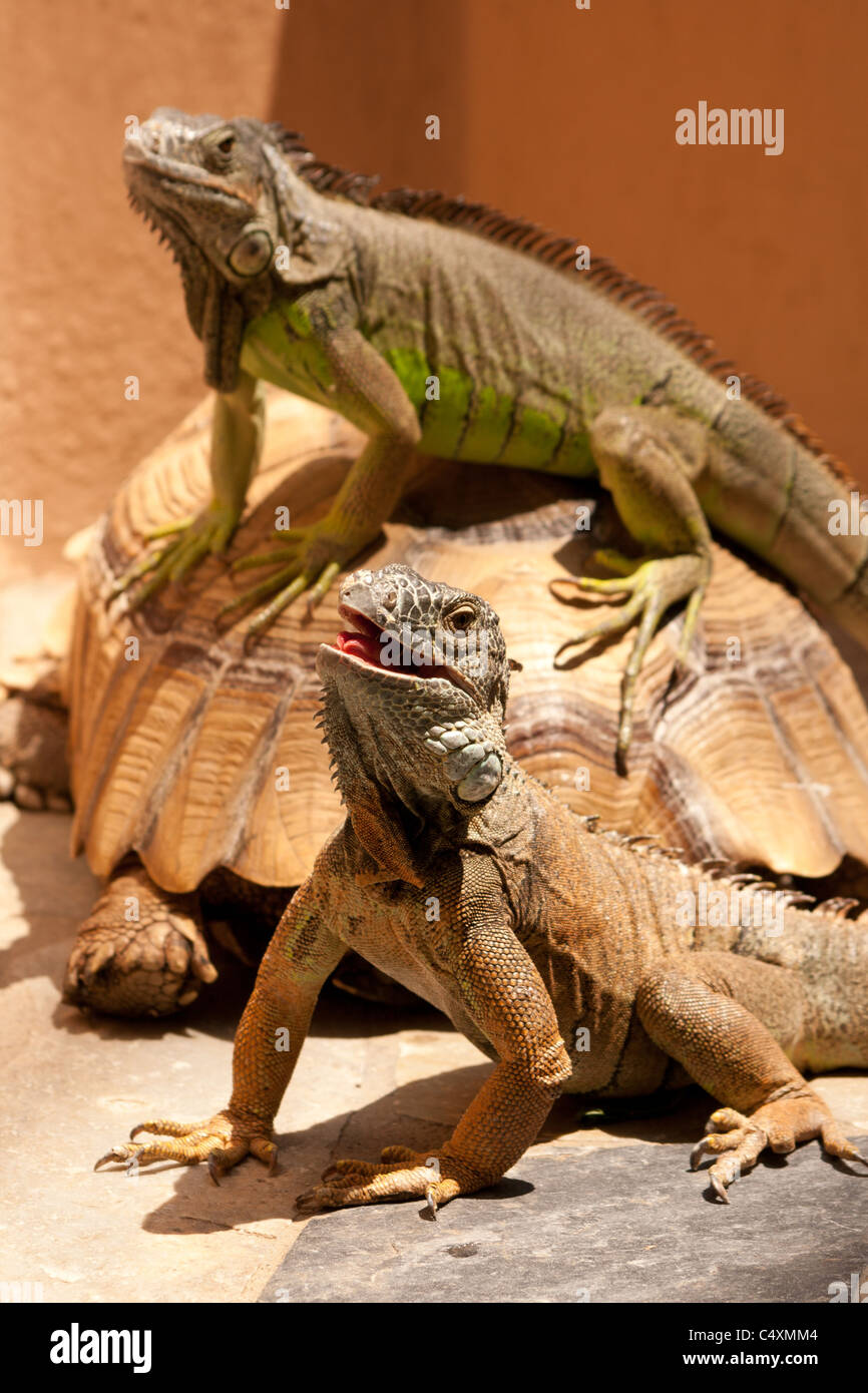 Lizards on a turtle Stock Photo - Alamy