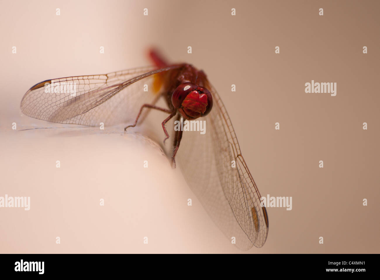 Fly with red eyes hi-res stock photography and images - Alamy