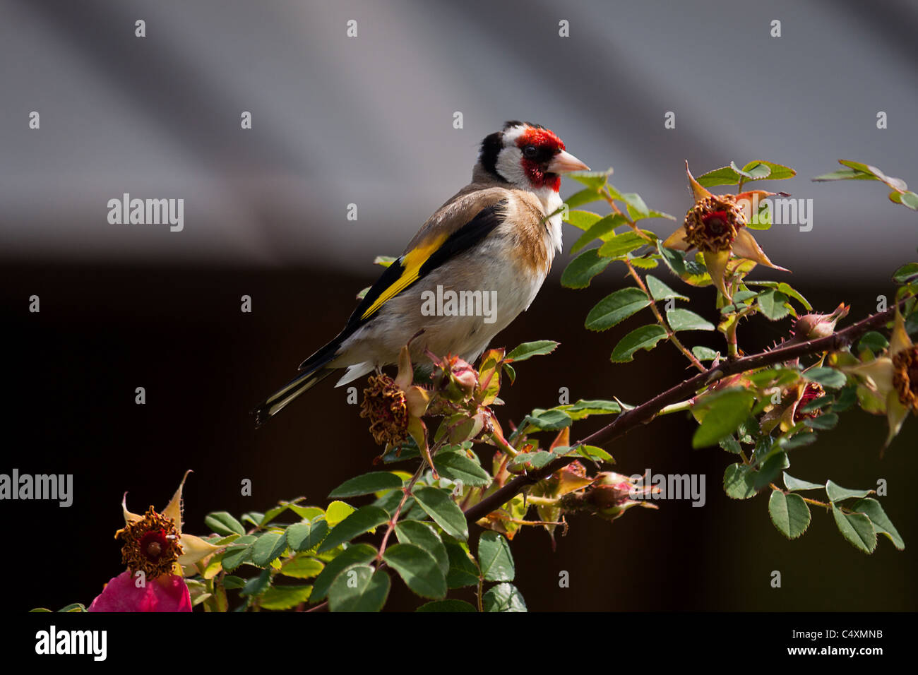 Goldfinch on roses Stock Photo - Alamy