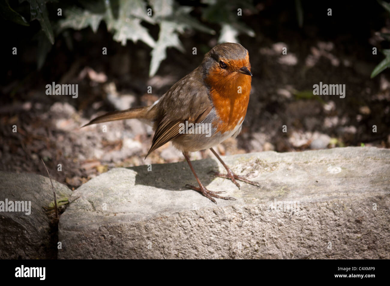 Robin in the sun Stock Photo - Alamy