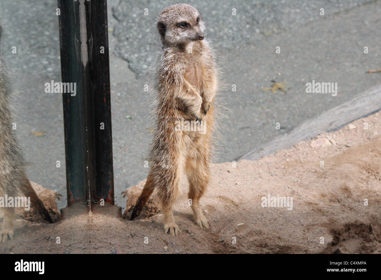 Standing meerkat hi-res stock photography and images - Alamy