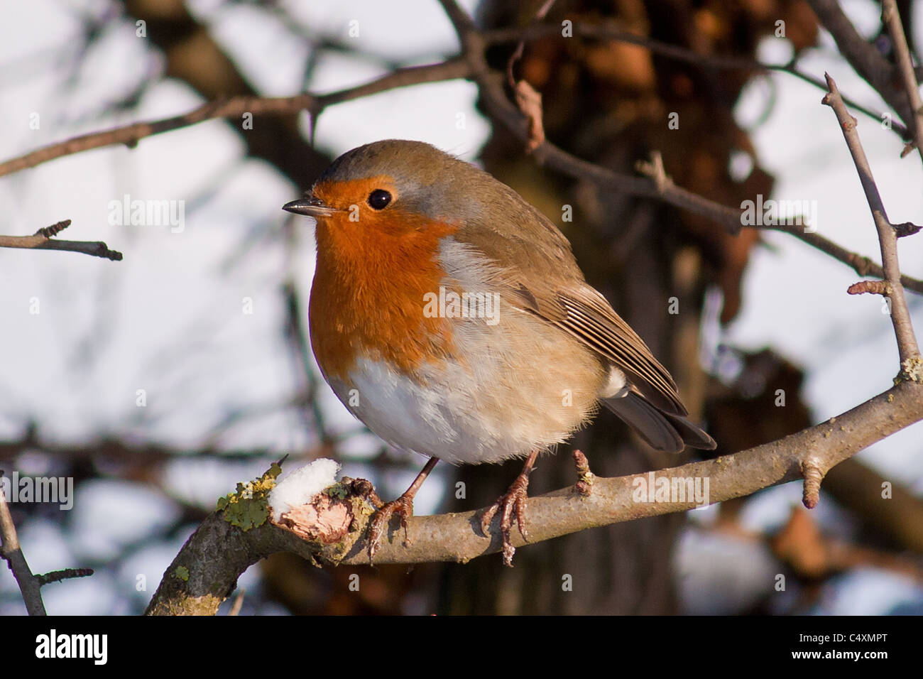 Cold robin hi-res stock photography and images - Alamy