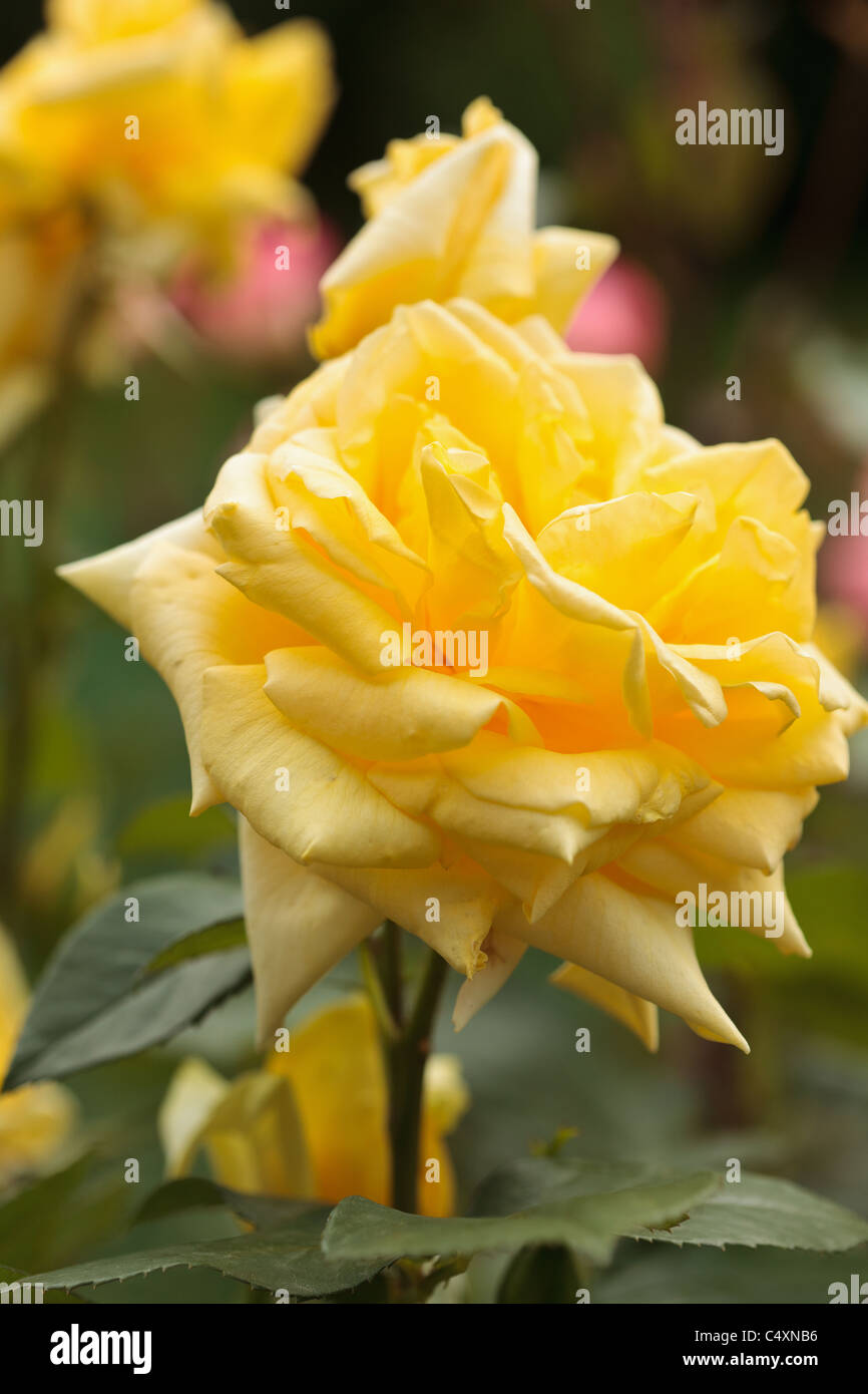 Closeup of a bush of yellow roses in a garden Stock Photo - Alamy