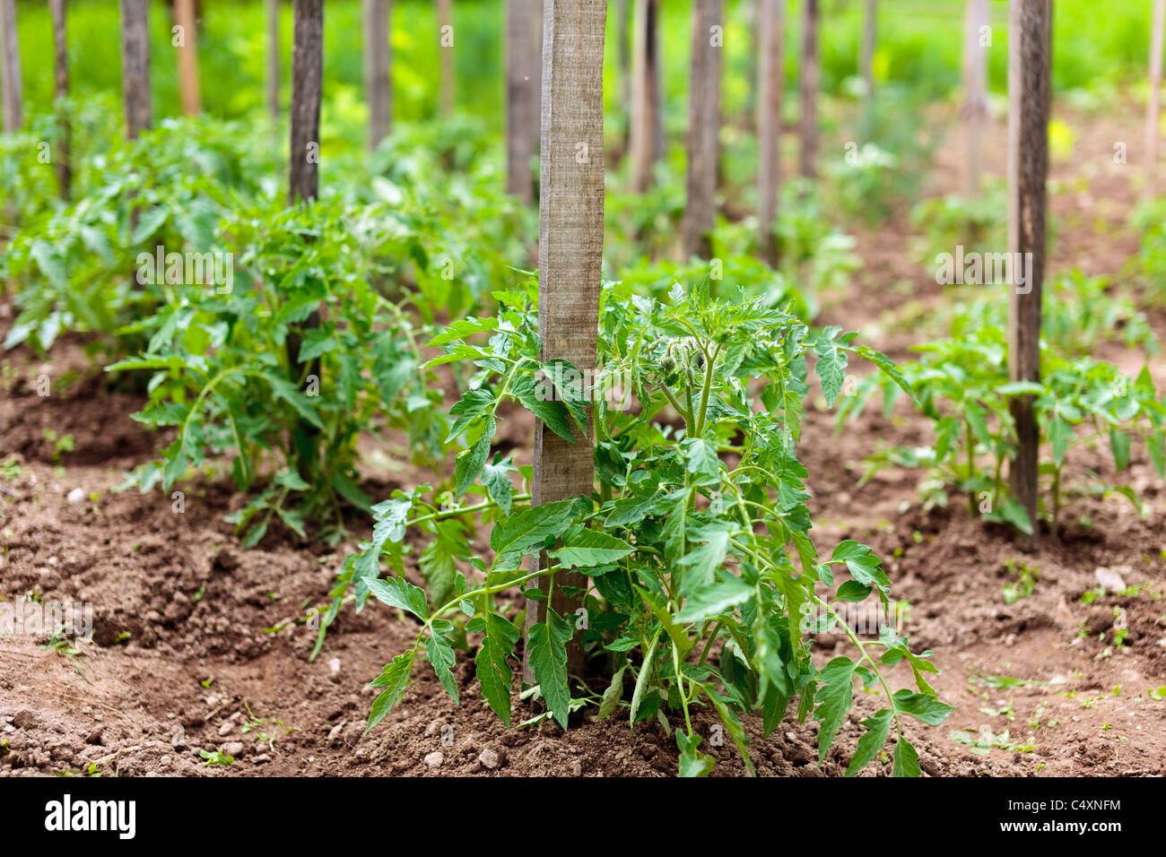 Closeup of rows of tomato plants in a garden Stock Photo - Alamy