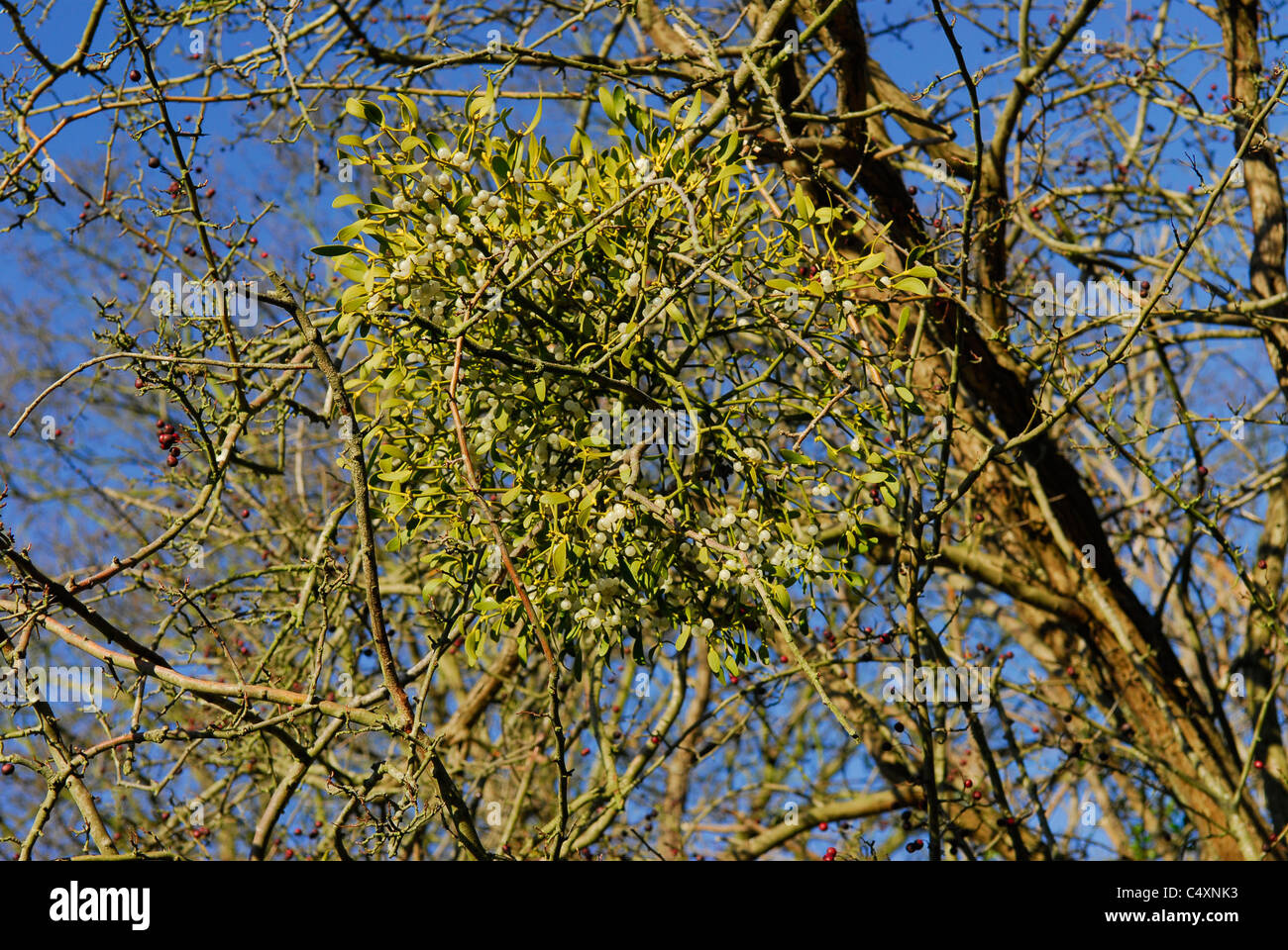 Bird mistletoe berry hi-res stock photography and images - Alamy