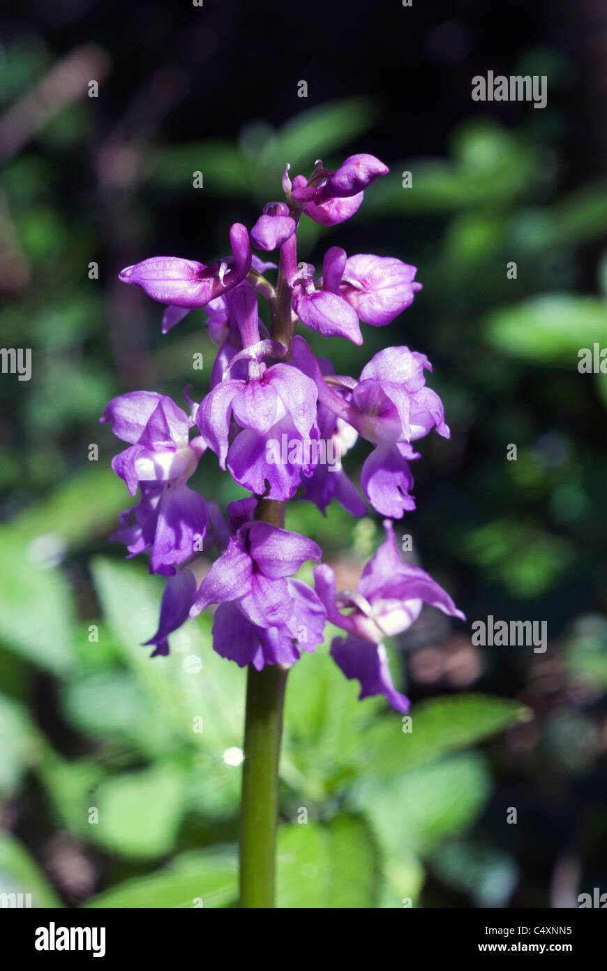 Grassland orchidaceae orchis mascula hi-res stock photography and ...