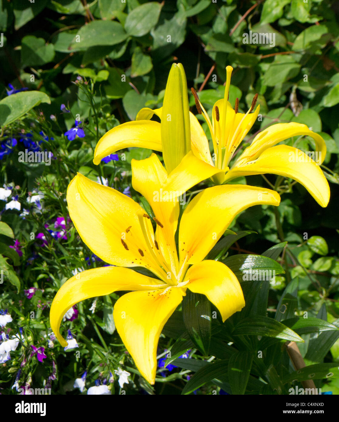 Stunning yellow Lily lilium Stock Photo - Alamy