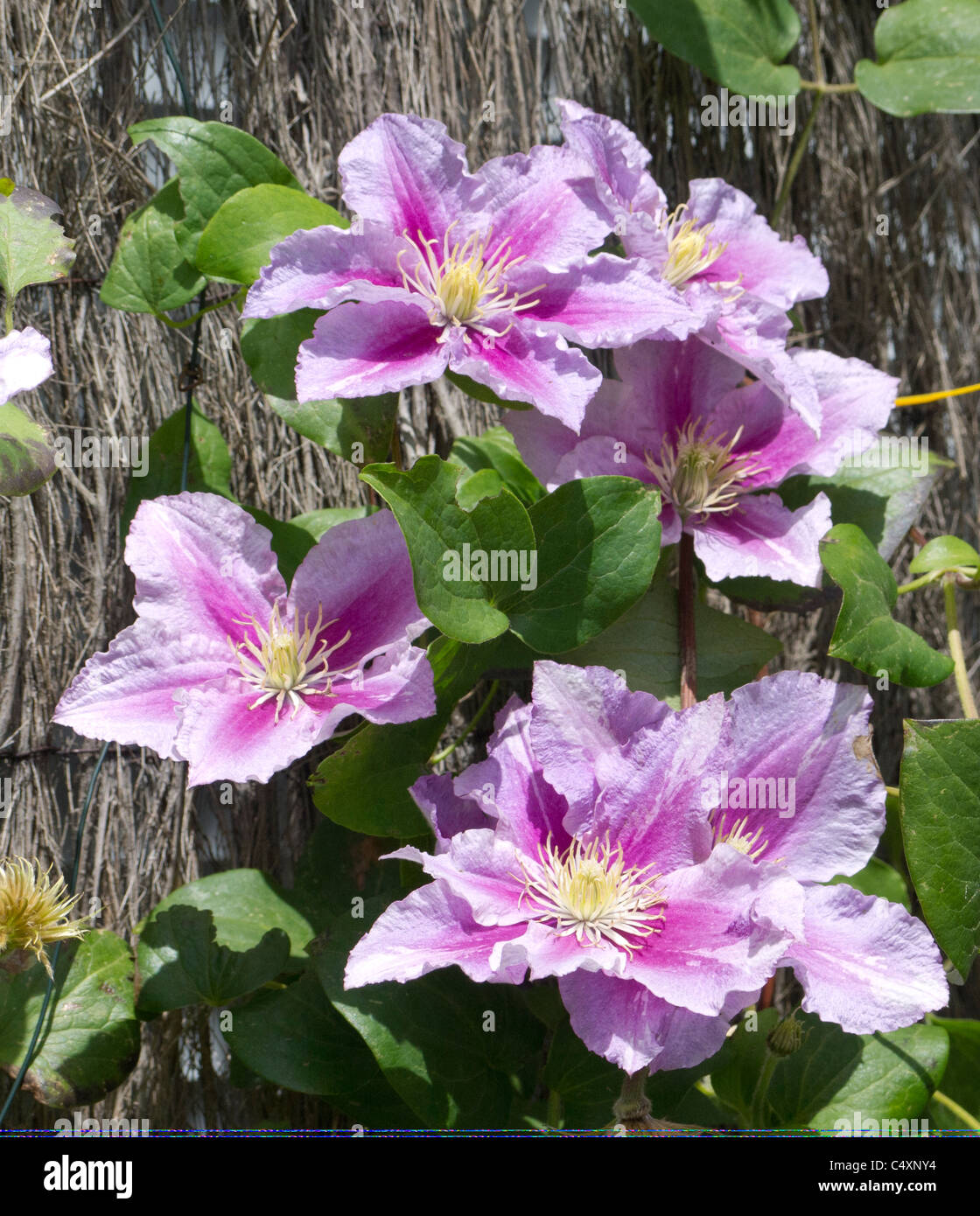 Clematis pilu hi-res stock photography and images - Alamy