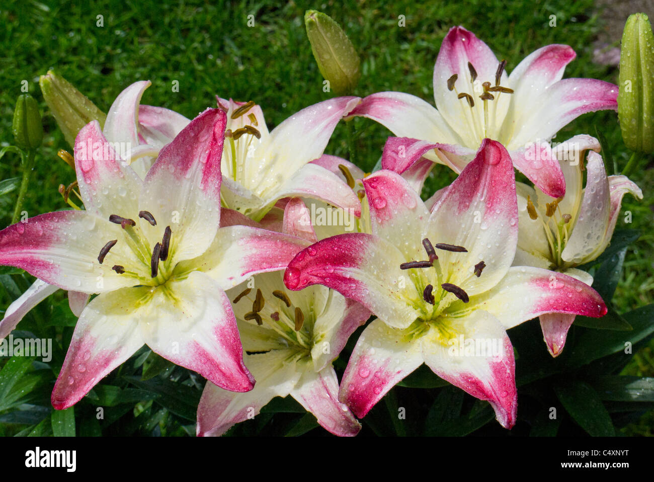 Lollipop flowers hi-res stock photography and images - Alamy