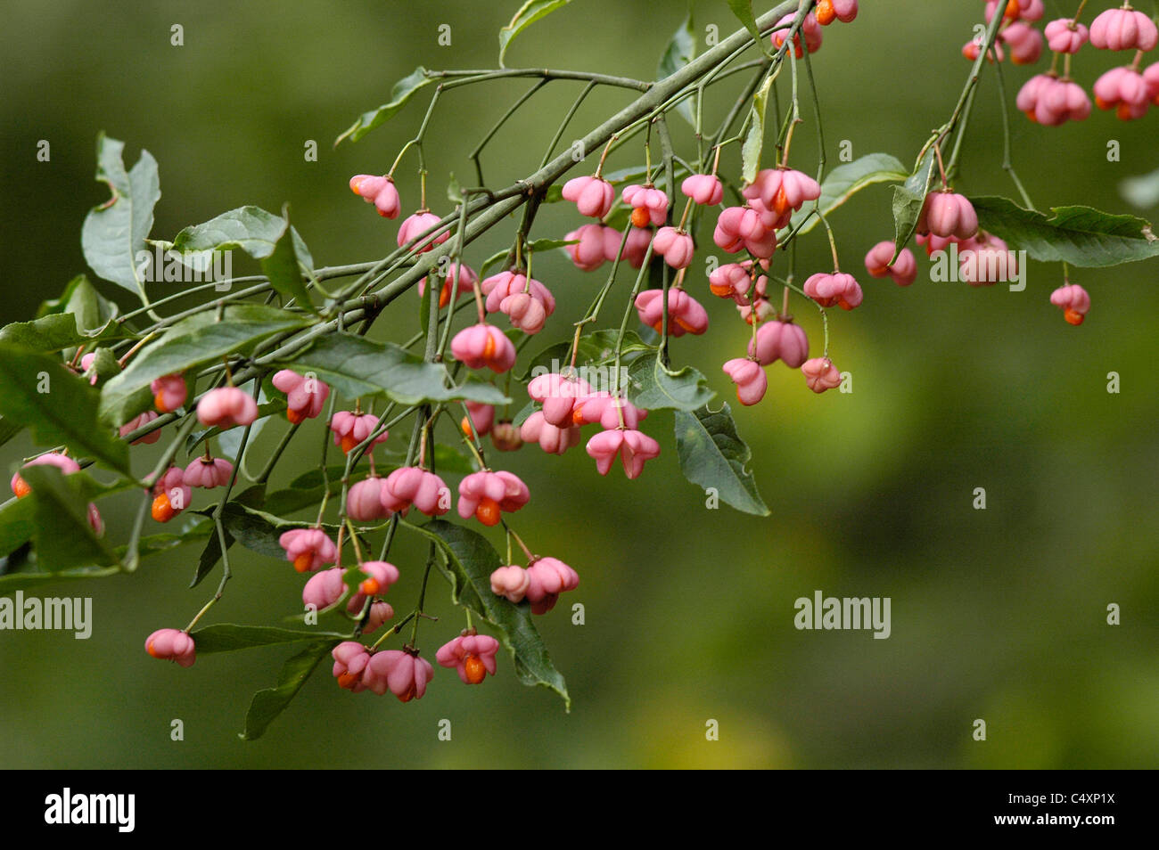Common spindles hi-res stock photography and images - Alamy