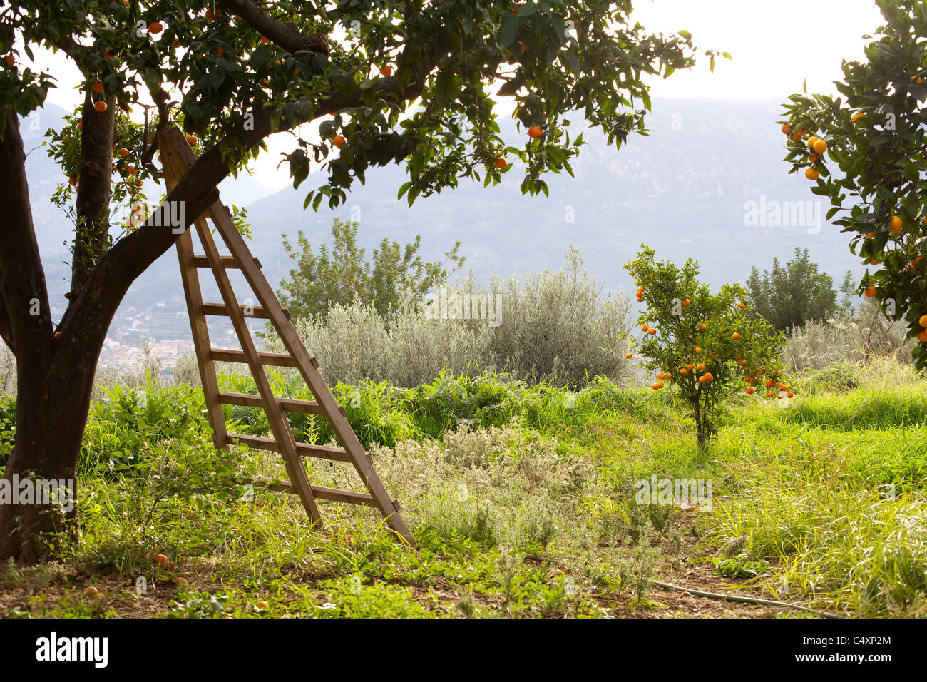 Majorca, Spain, Iberia, Island Stock Photo - Alamy
