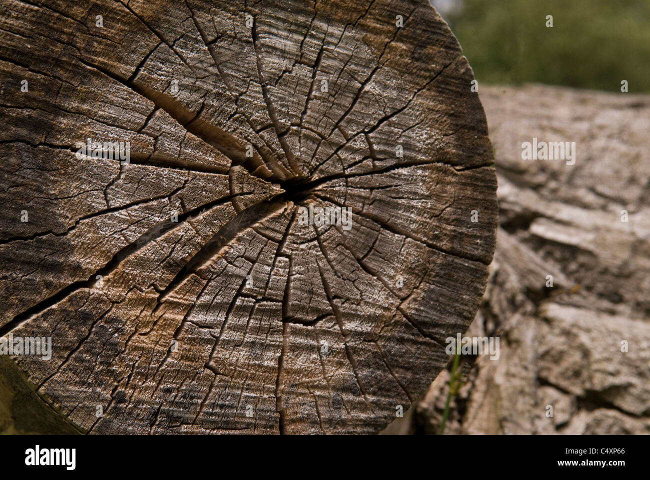 Cross section of felled tree trunk showing rings and bark Stock Photo ...