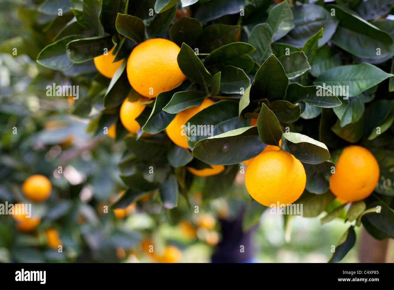 Majorca, Spain, Iberia, Island Stock Photo - Alamy