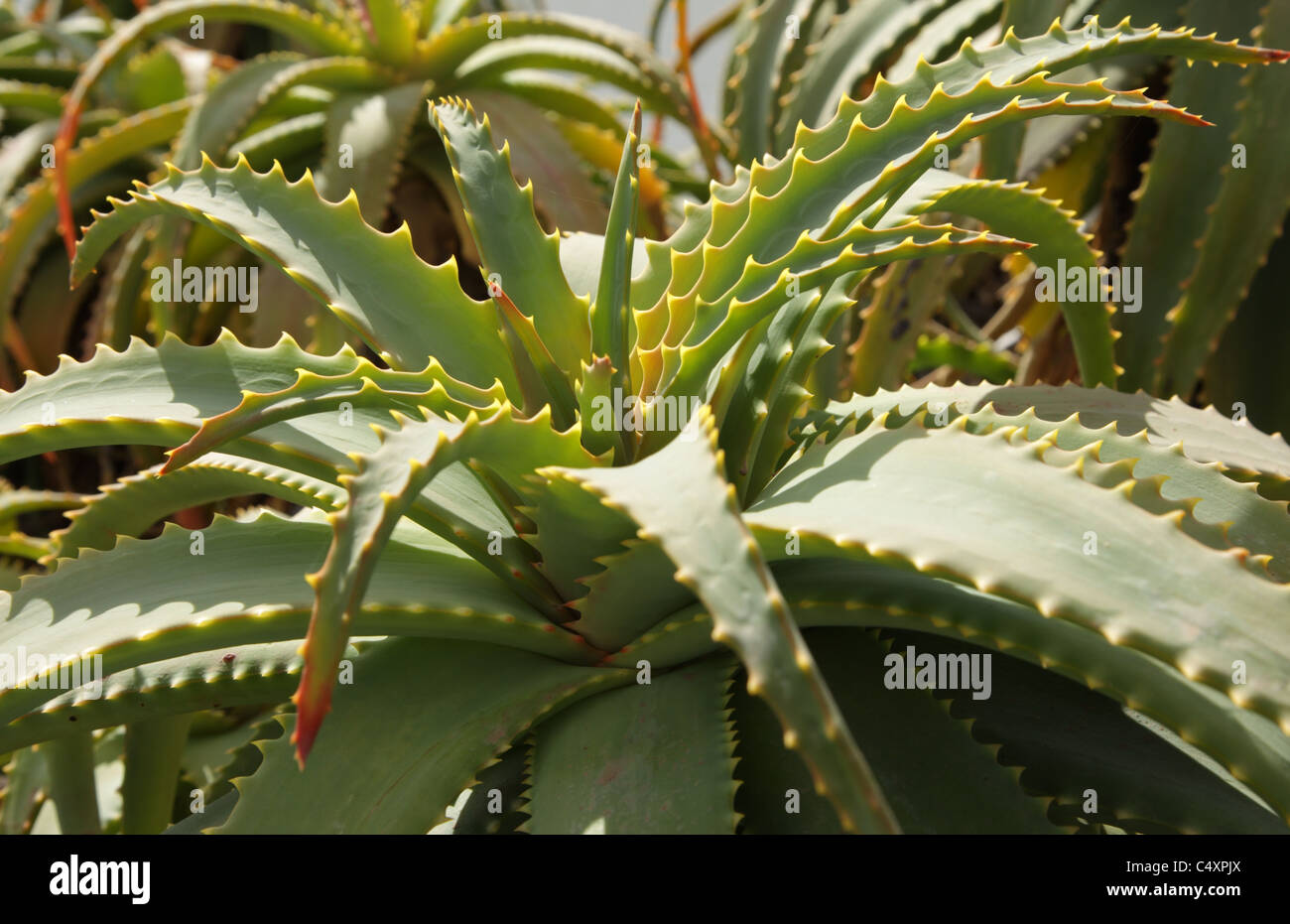 Green spiky aloe vera hi-res stock photography and images - Alamy