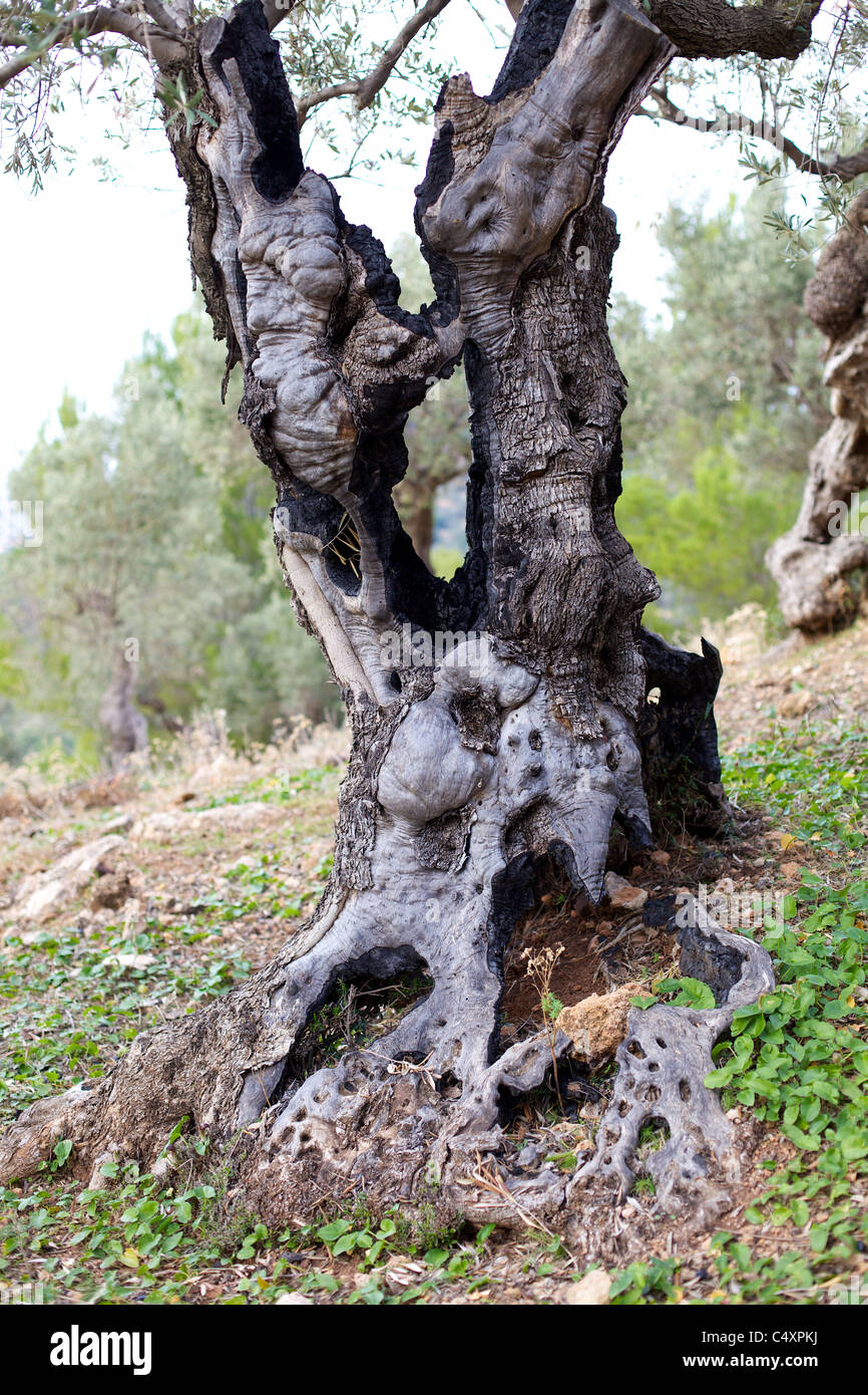 Majorca, Spain, Iberia, Island Stock Photo - Alamy