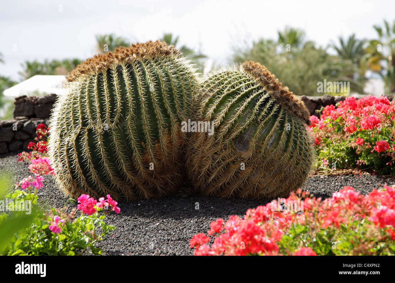Two cacti hi-res stock photography and images - Alamy