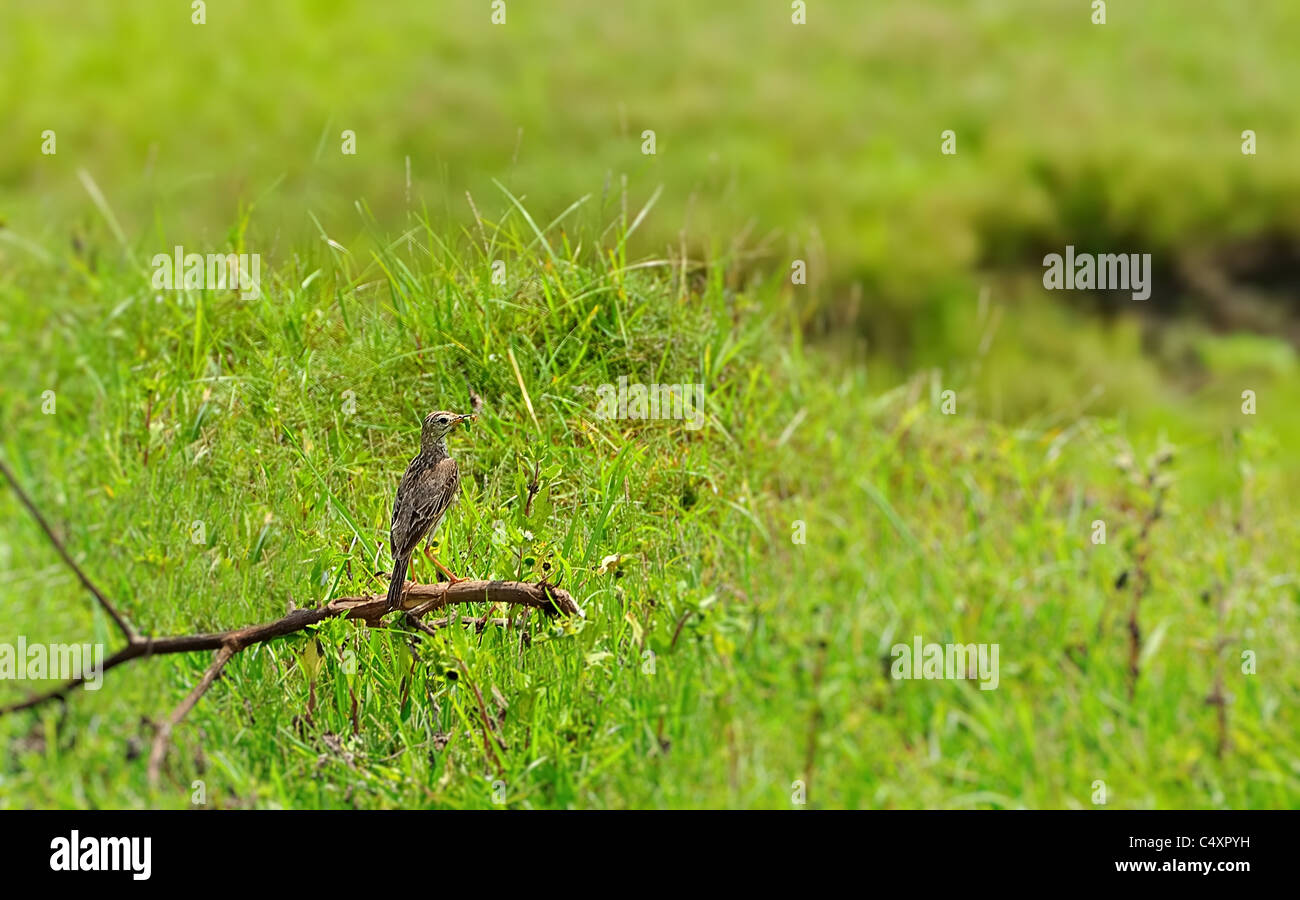 Pipit Plant High Resolution Stock Photography and Images - Alamy
