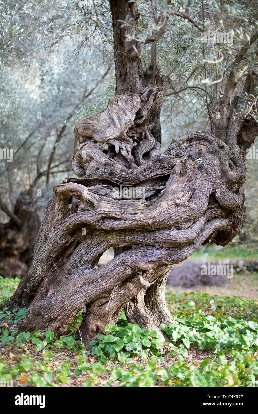 Majorca, Spain, Iberia, Island Stock Photo - Alamy