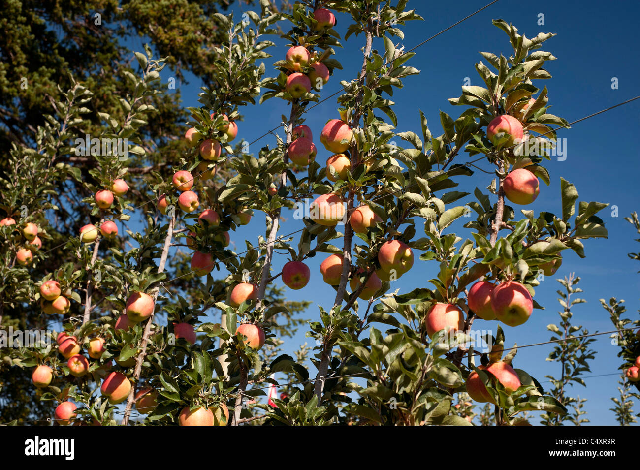 Apples on the tree in Okanagan Stock Photo - Alamy