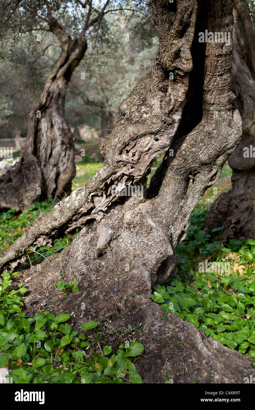 Majorca, Spain, Iberia, Island Stock Photo - Alamy