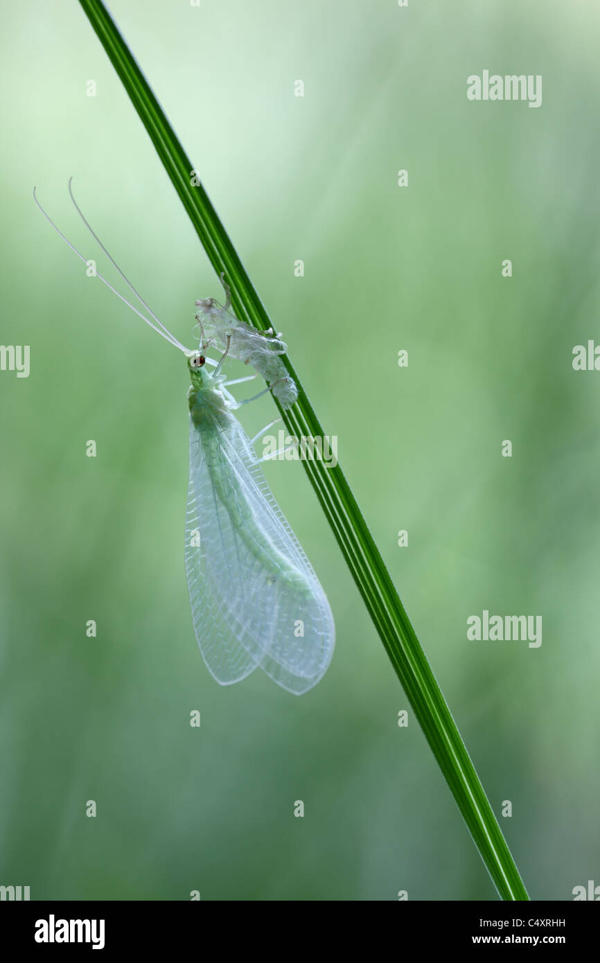 Green lacewing life cycle hi-res stock photography and images - Alamy